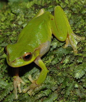 Litoria pearsoniana (Cascade Treefrog)