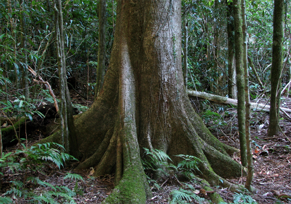 Rainforest restoration to provide an expanded and self-sustaining World ...