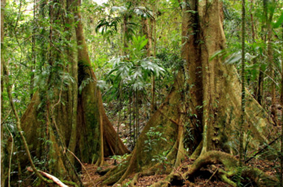 Restoring the rainforest requires a knowledge of the original vegetation